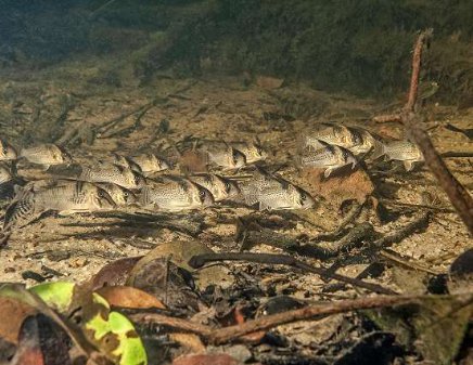 Fishes of the Venezuelan Llanos - RIVER EXPLORER - UNDERWATER ...