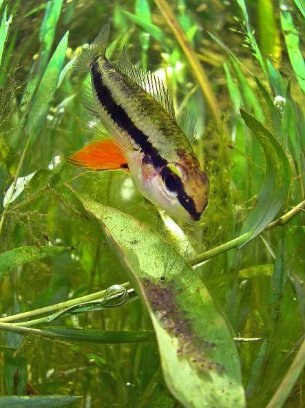 Fishes of the Venezuelan Llanos - RIVER EXPLORER - UNDERWATER ...