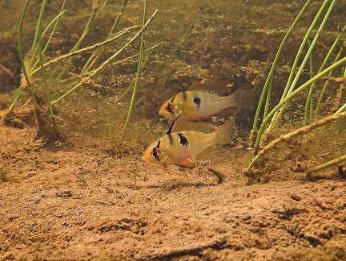 Fishes of the Venezuelan Llanos - RIVER EXPLORER - UNDERWATER ...