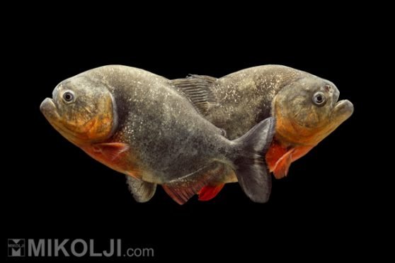 Piranha Land | Article | Mikolji | River explorer
