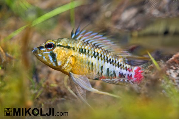 Apistogramma hongsloi Dwarf Cichlids in the Wild - MIKOLJI - RIVER ...